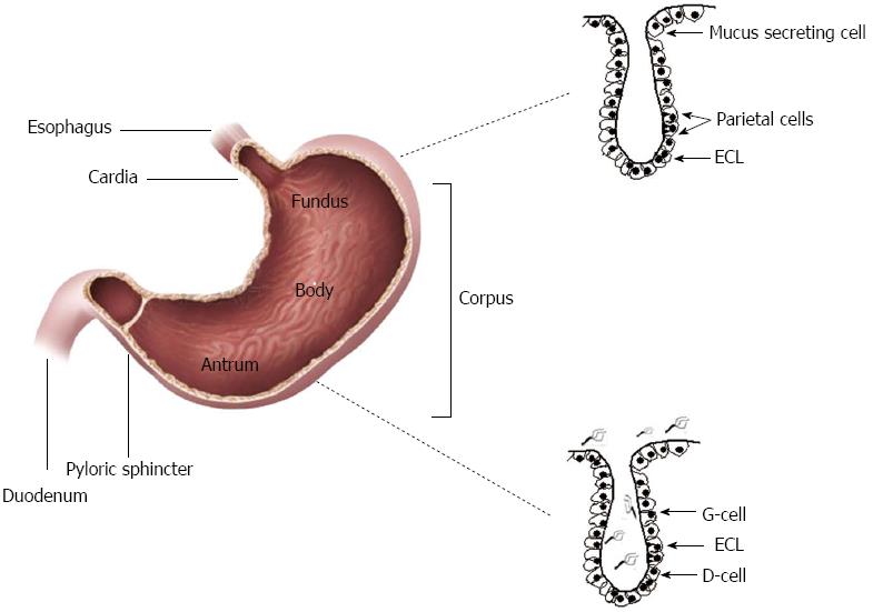 Functional Anatomy of the Stomach – The Good Doctor