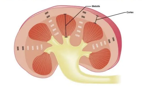 Kidney – The Good Doctor